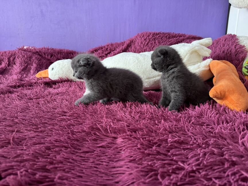 Котята шотландские плюшевые вислоухие