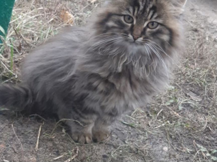 Сибирская кошка