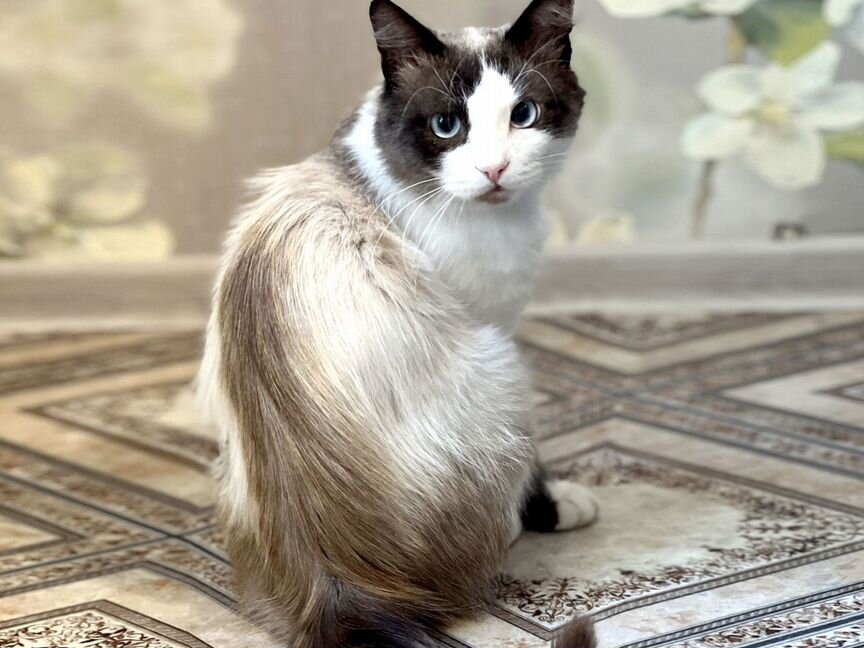 Голубоглазый котик Сноу-шу в добрые руки