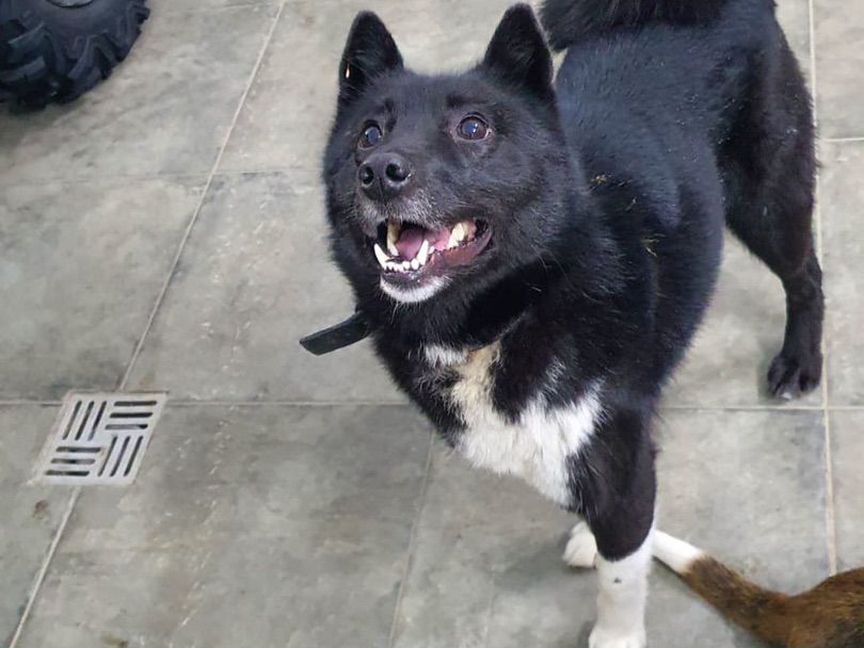 Найдена собака