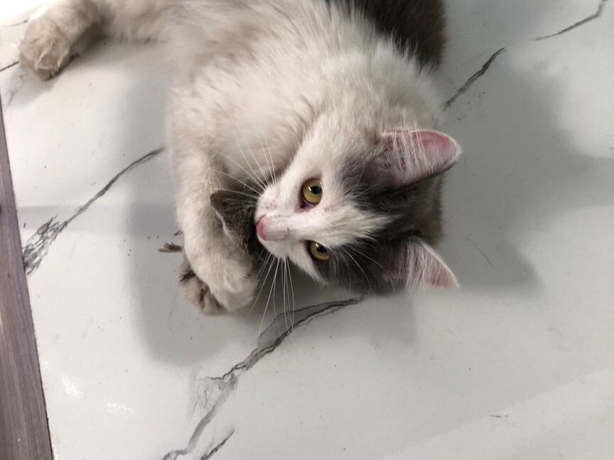 Чудо кошка мышеловка