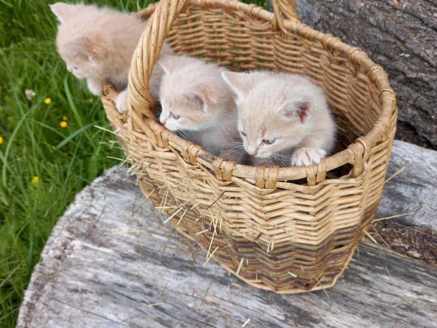 Котята персиковые