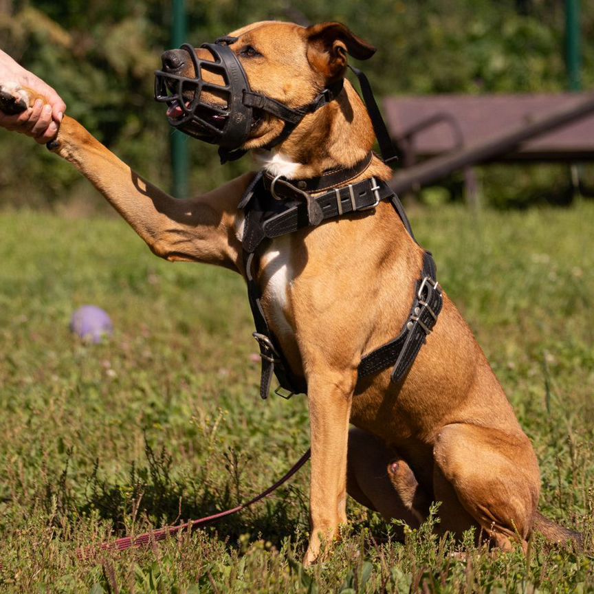 Американский питбультерьер, взрослый пёс