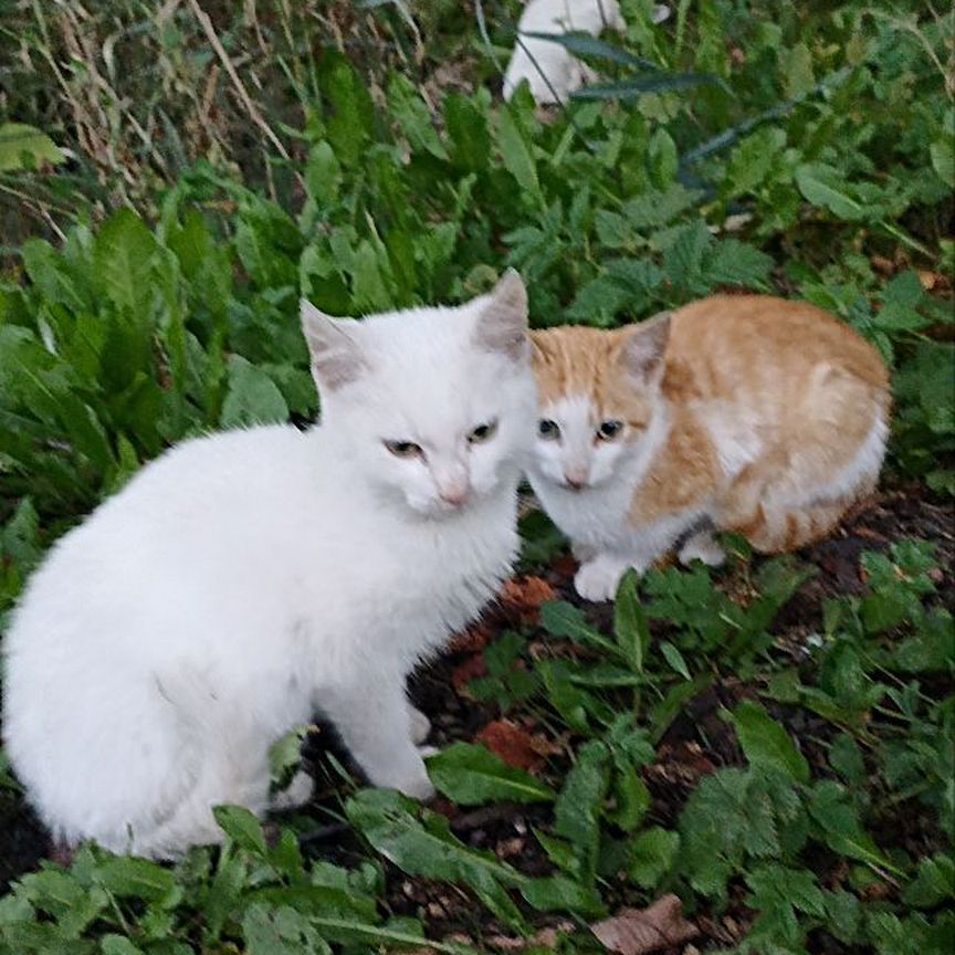 Котята в добрые руки