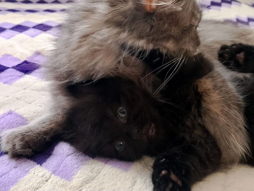 Кошка