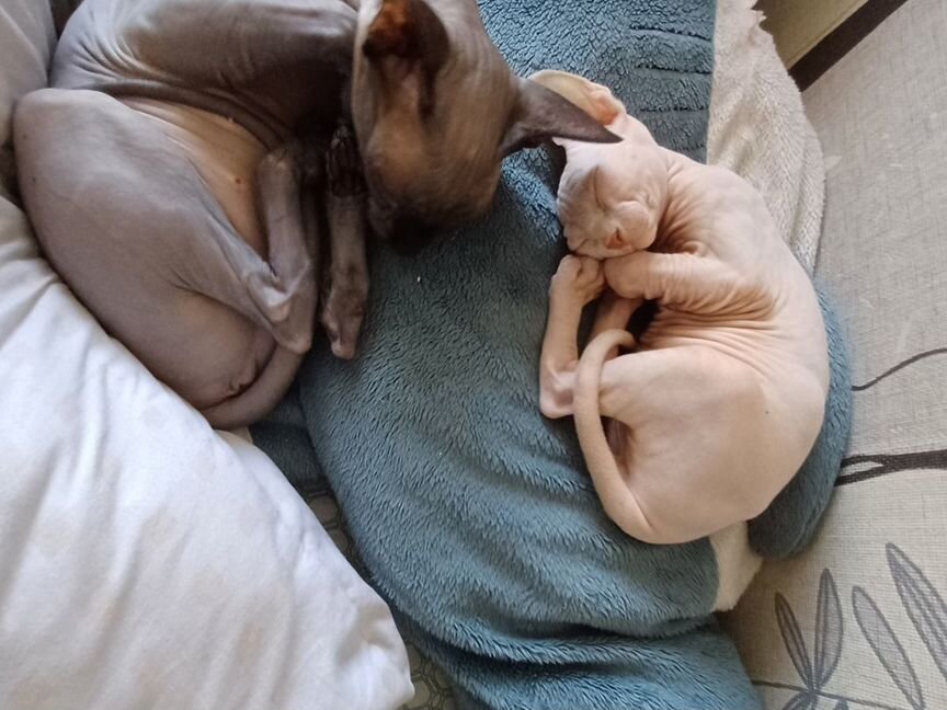 Канадский сфинкс котенок