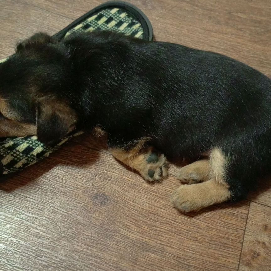 Щенок в добрые руки