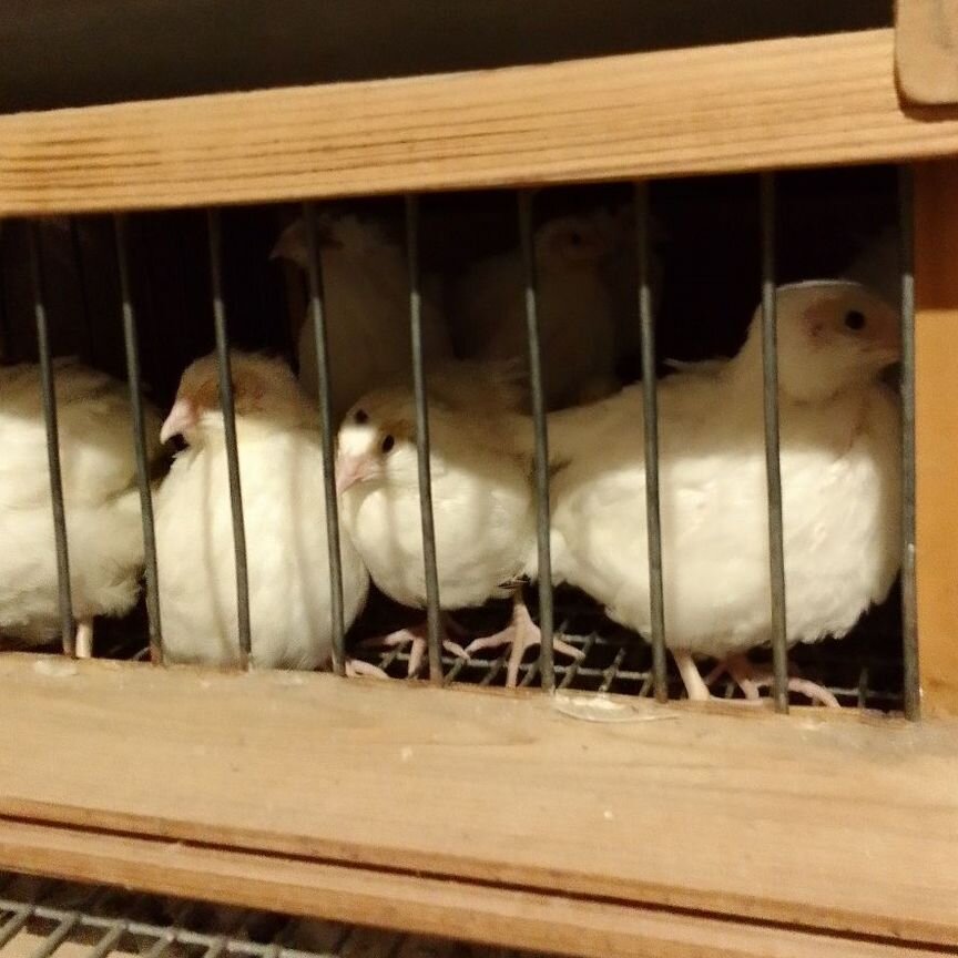 Техасский перепел продажа