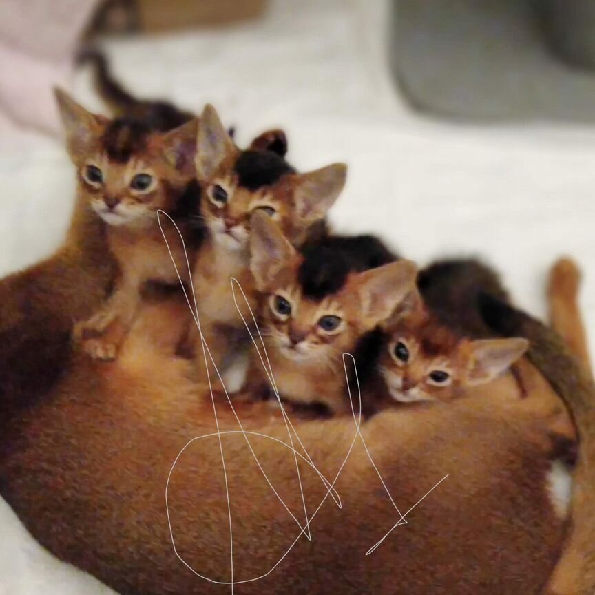 Абиссинский котёнок