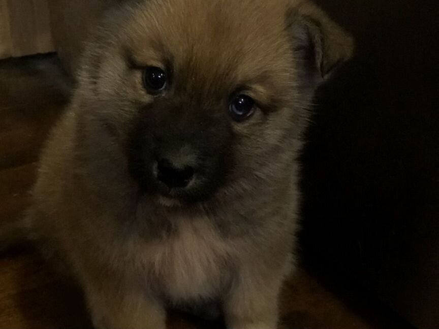 Щенки метисы овчарки