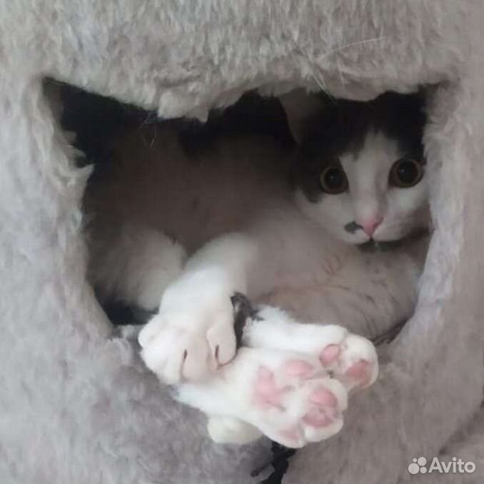 Кошка-стесняшка в добрые руки