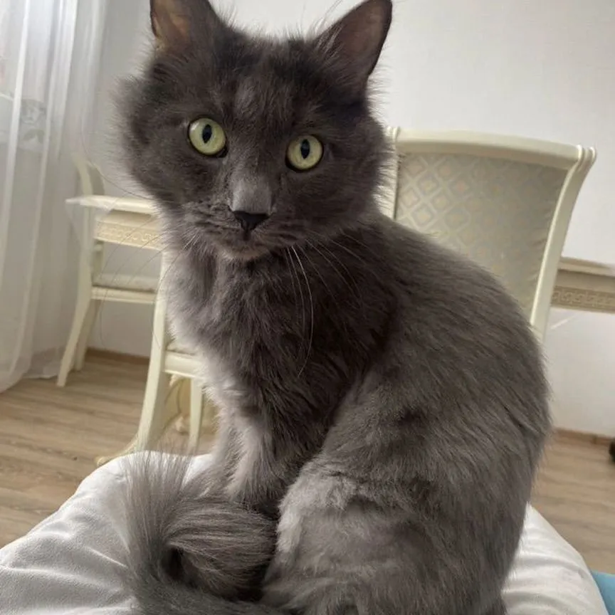 Кот, 7 лет