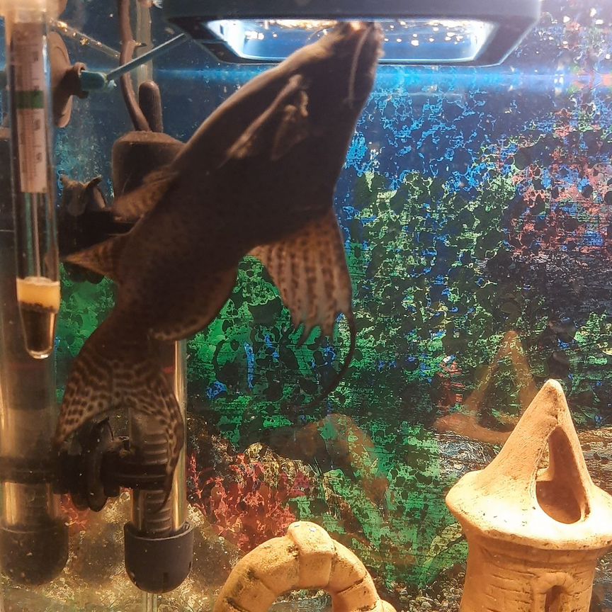 Сомик синодонтис