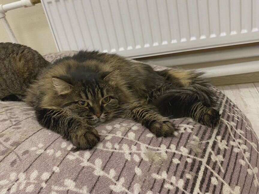 Никто не любит