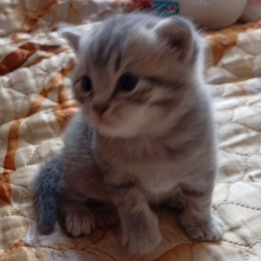 Шотландский вислоухий короткошёрстный котёнок