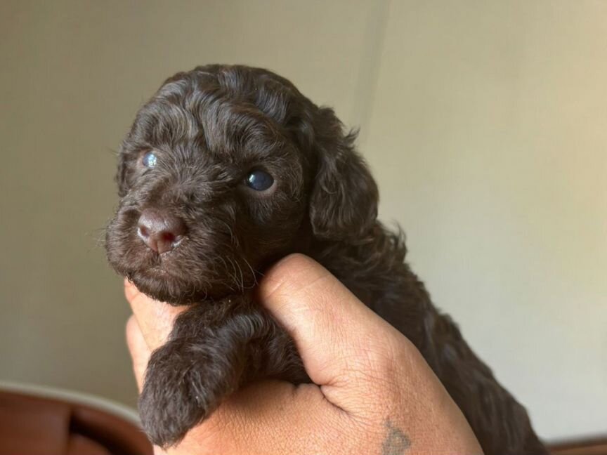 Той-пудель/ щенки Той- пудель/ Той- пудель шоколад