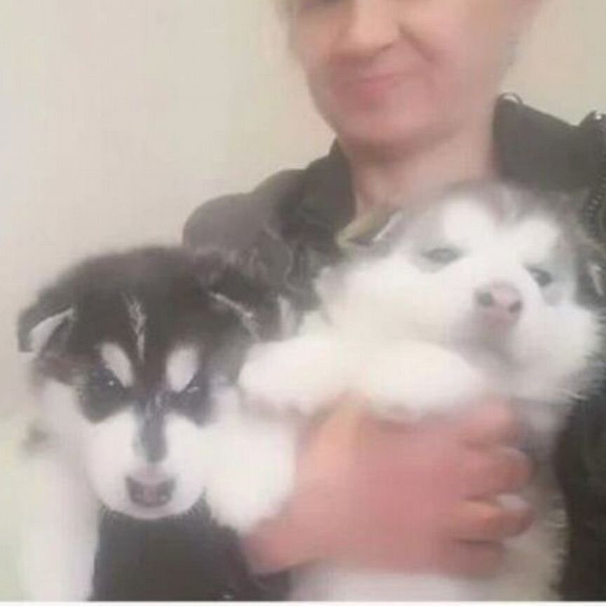 Щенки Сибирской хаски