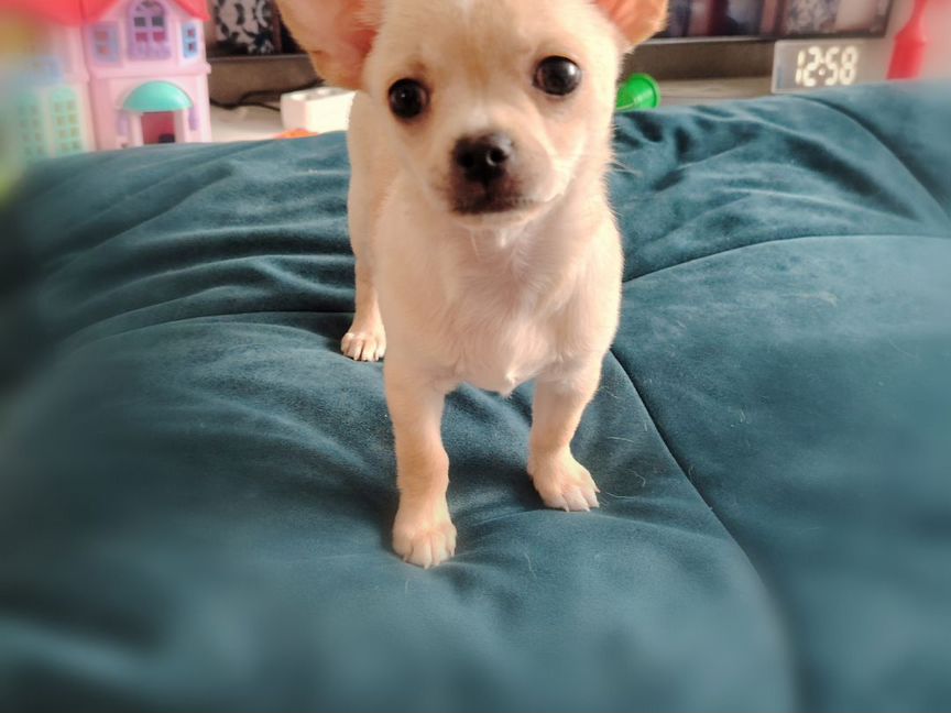 Щенкок чихуахуа мальчик