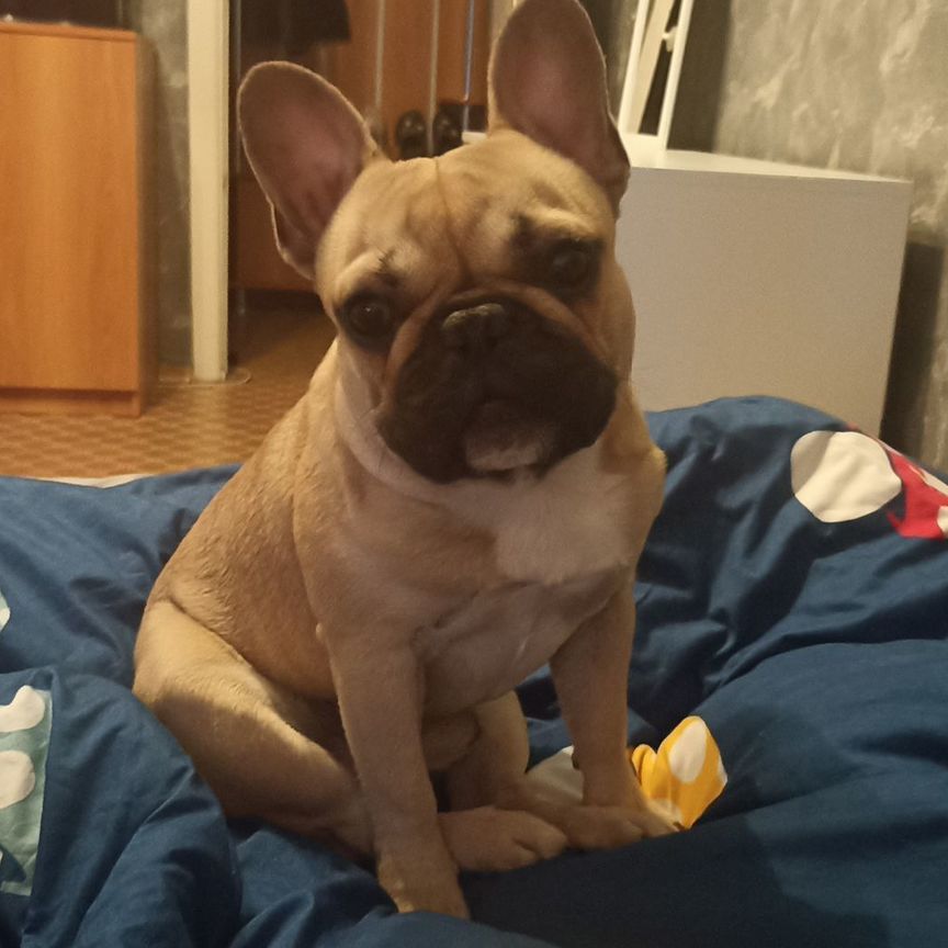 Французский бульдог, взрослая собака