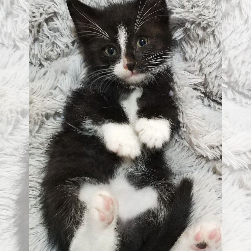 Котенок мальчик 1,5 мес бесплатно