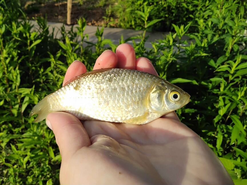 Золотой карась