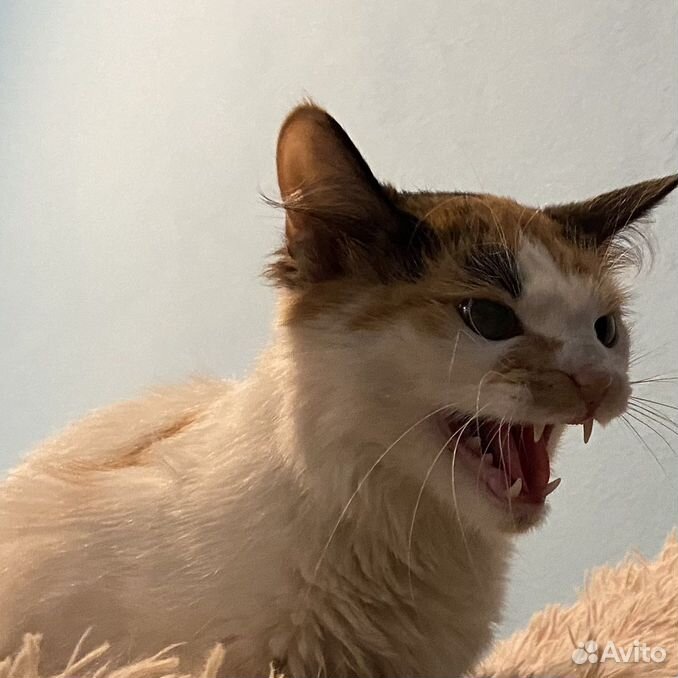 Злой котенок