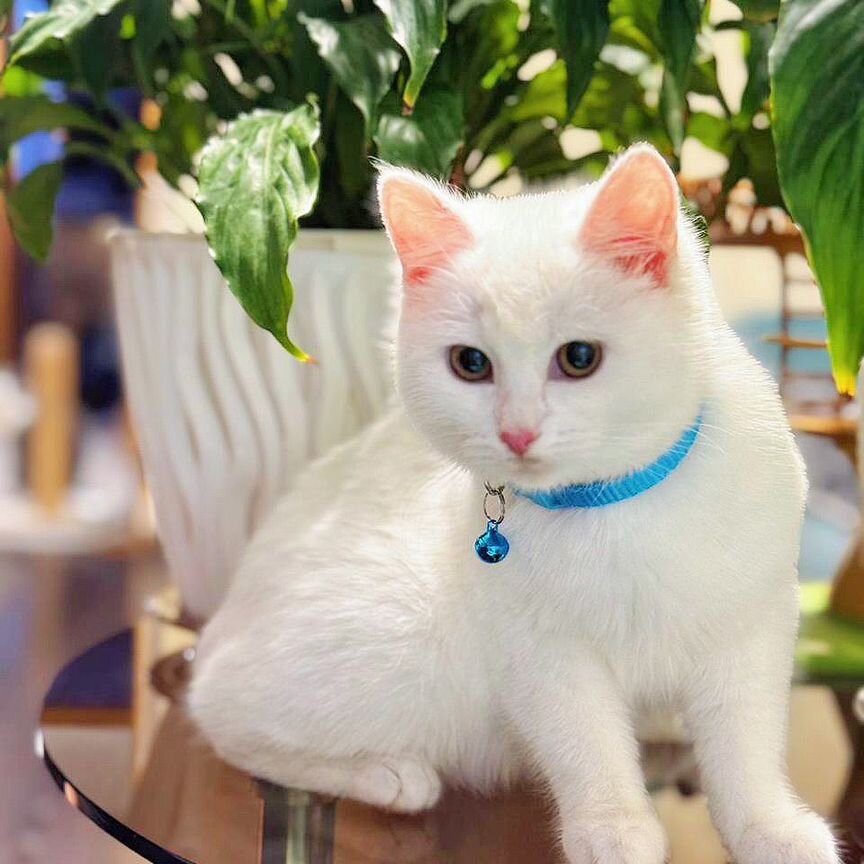 Белоснежная кошечка-подросток в теплые ручки