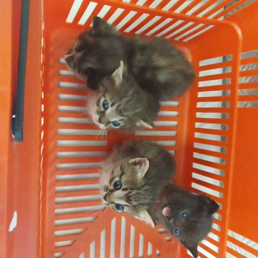 Митька, Лия, Голя и Хлоя