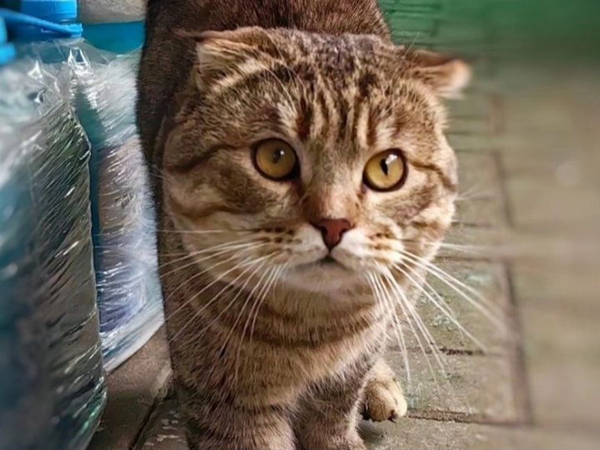 Кот Марти заботливым людям