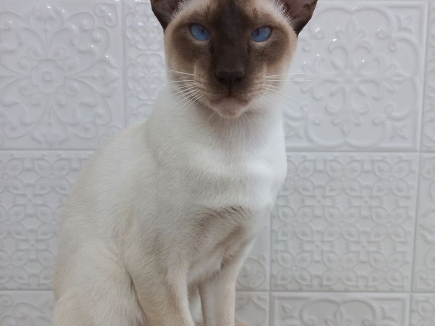 Вязка ориентал