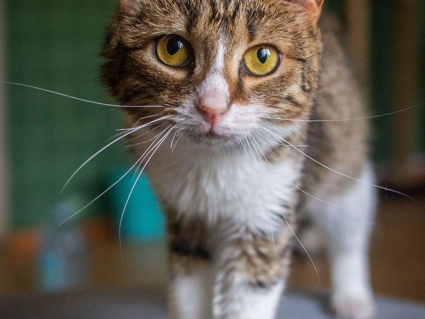 Скромная кошечка Ксюша ищет дом