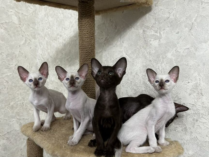 Ориентальные котята
