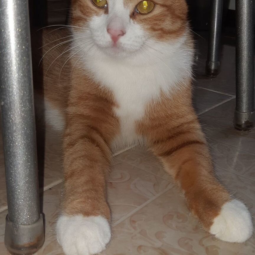 Рыжий кот мальчик