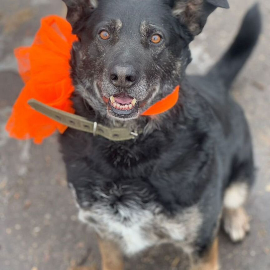 Собака из приюта ищет дом