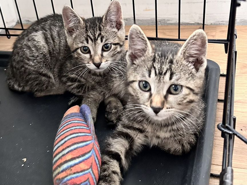Котята в добрые руки приучены к лотку