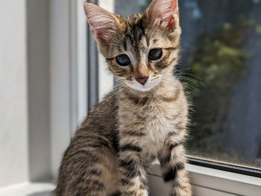 Котенок