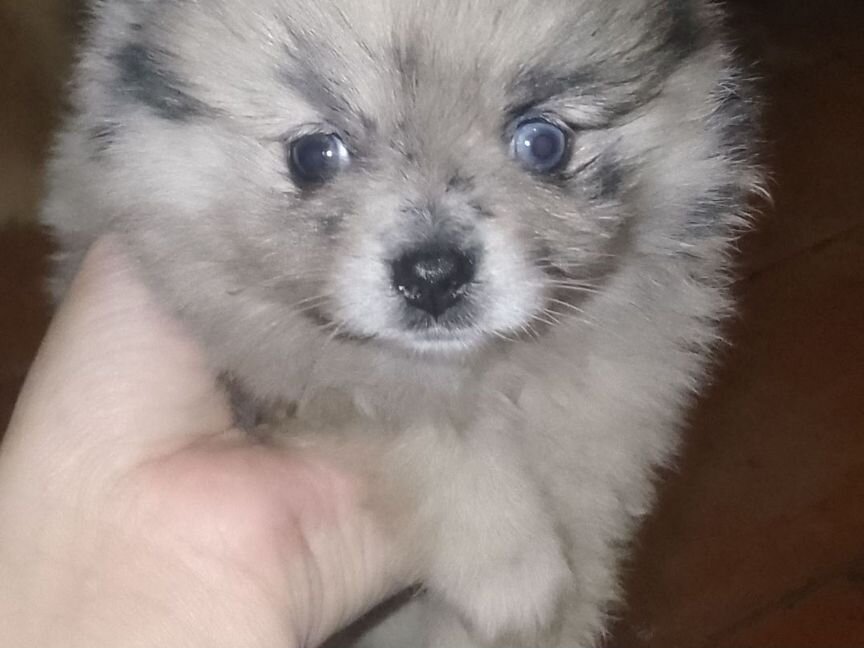 Щенки немецкого шпица