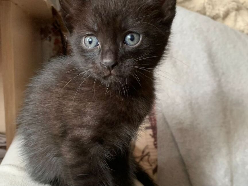 Котята