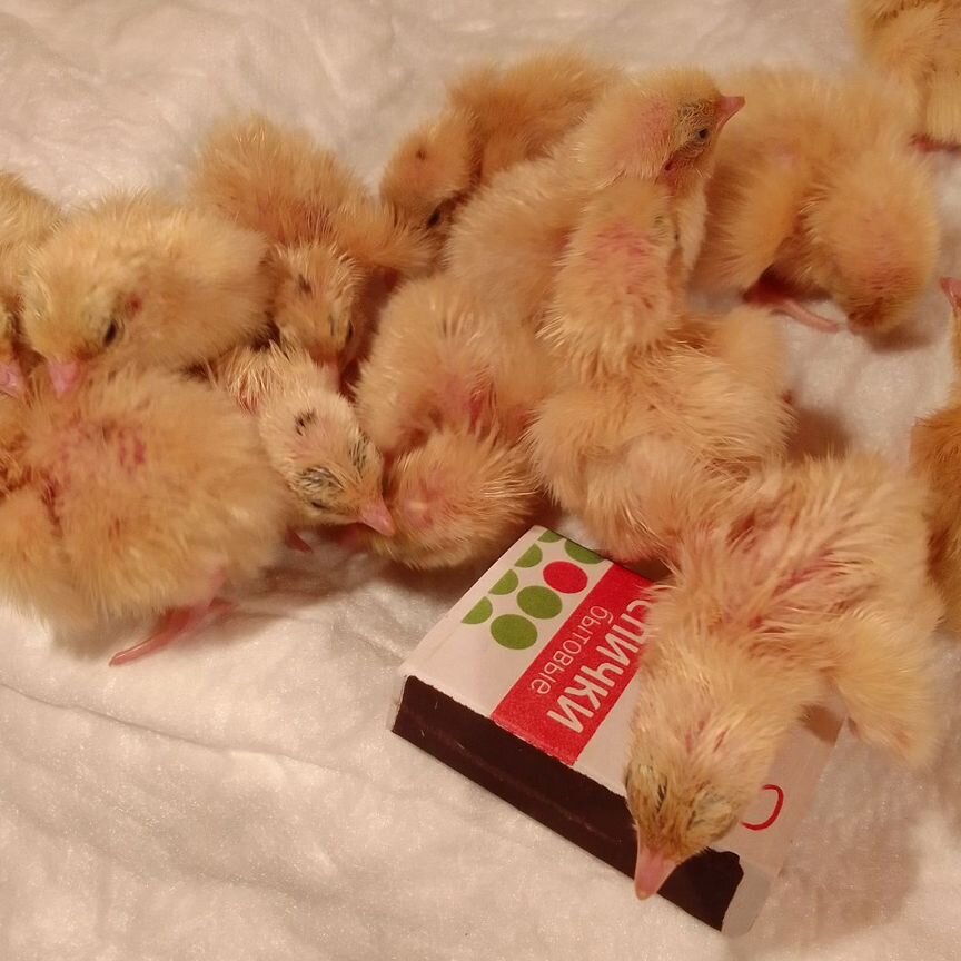 Перепелята 2 недели