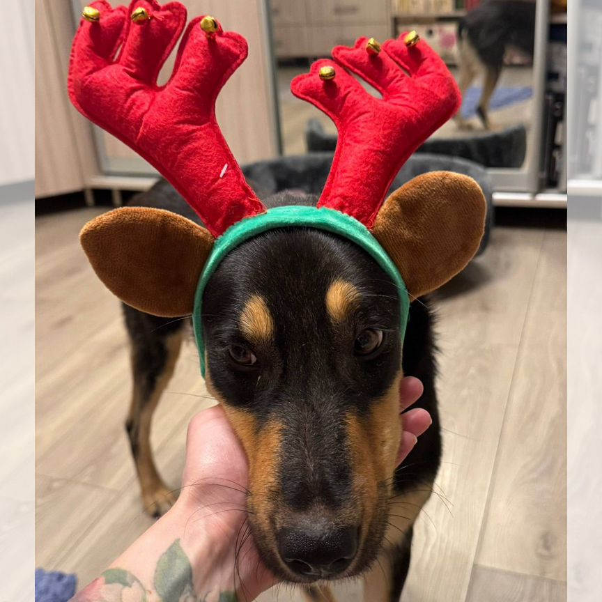 Немецкий пинчер, взрослая собака