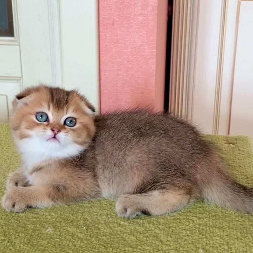 Шотландск вислоух котят добр руки клуб докум прив