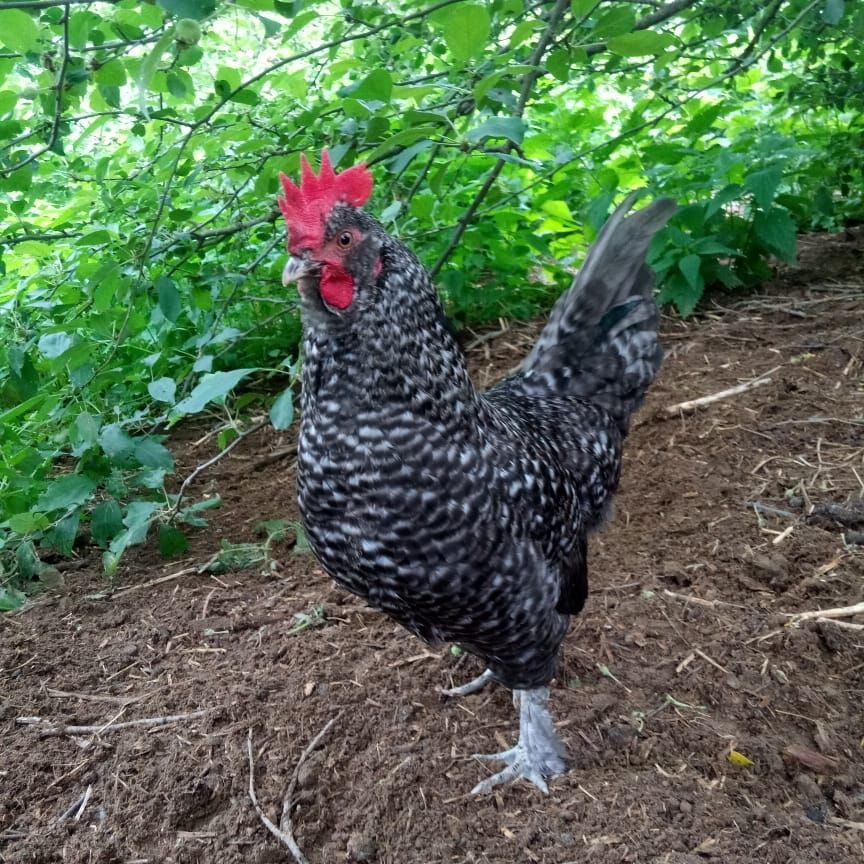 Молодые петухи