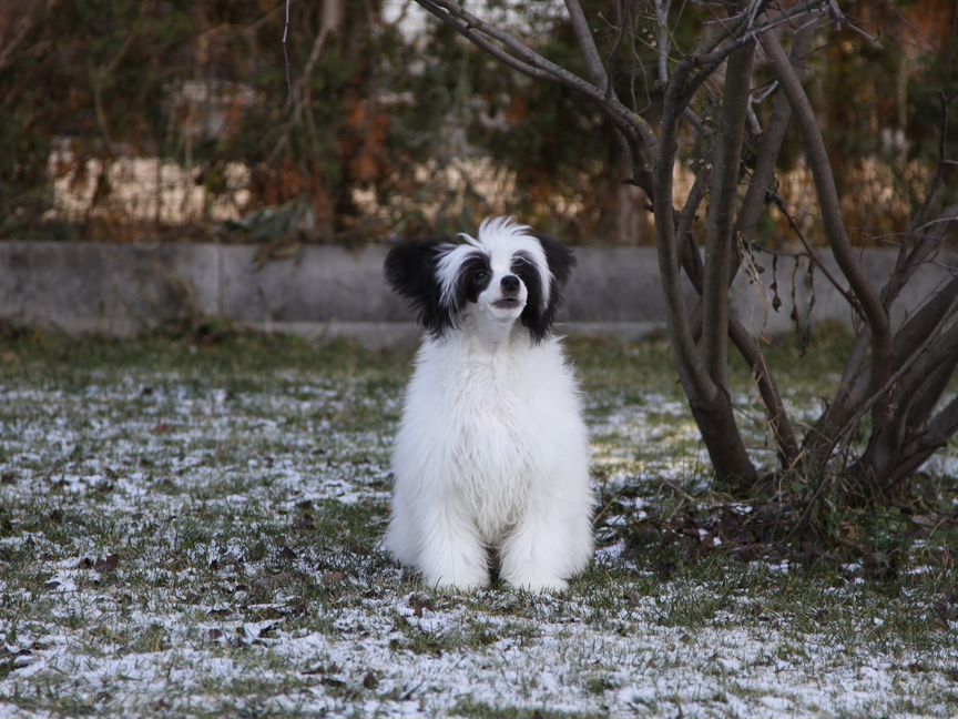 Китайская хохлатая щенки мини