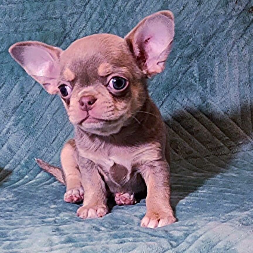 Чихуахуа, щенок