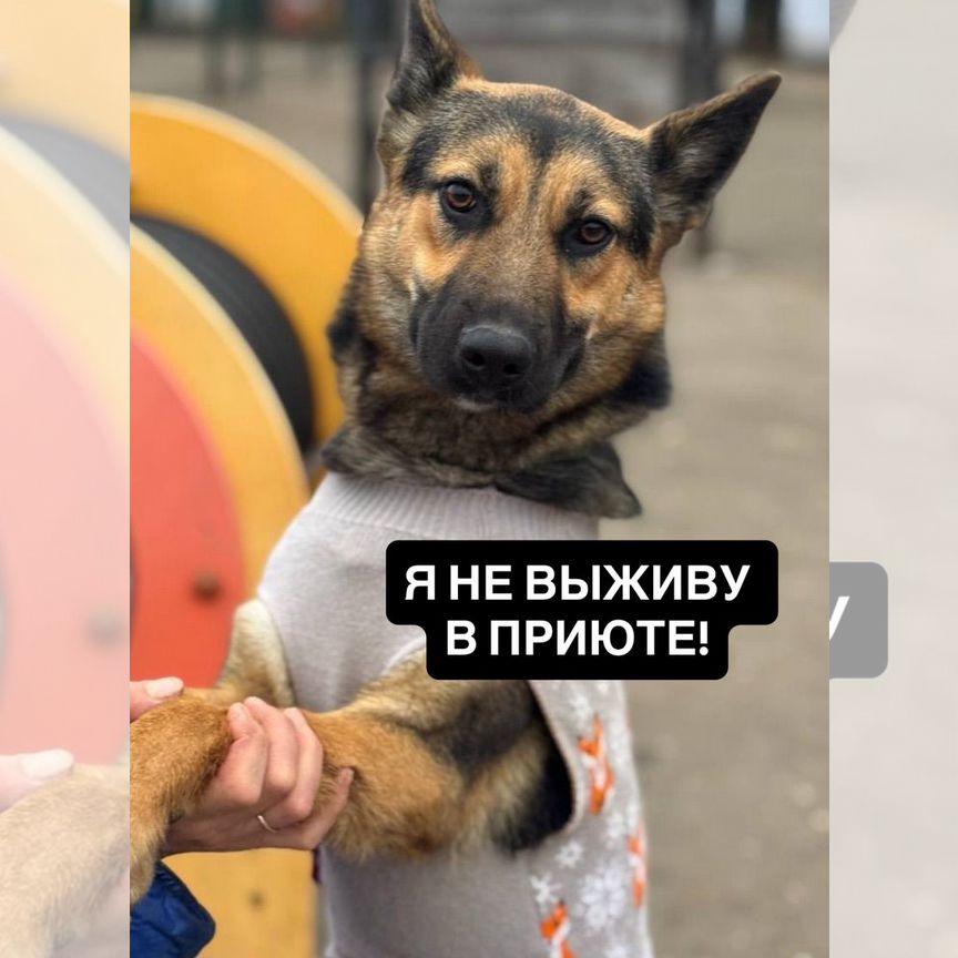 Бельгийская овчарка, щенок