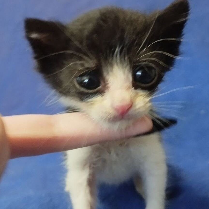 Ориентальный котёнок