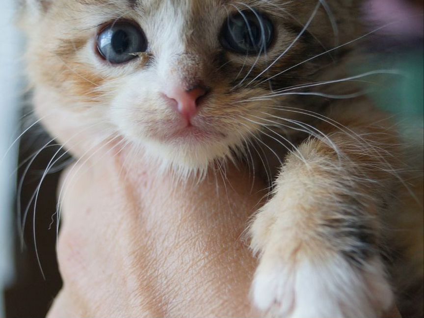 Котенок Кити ищет семью