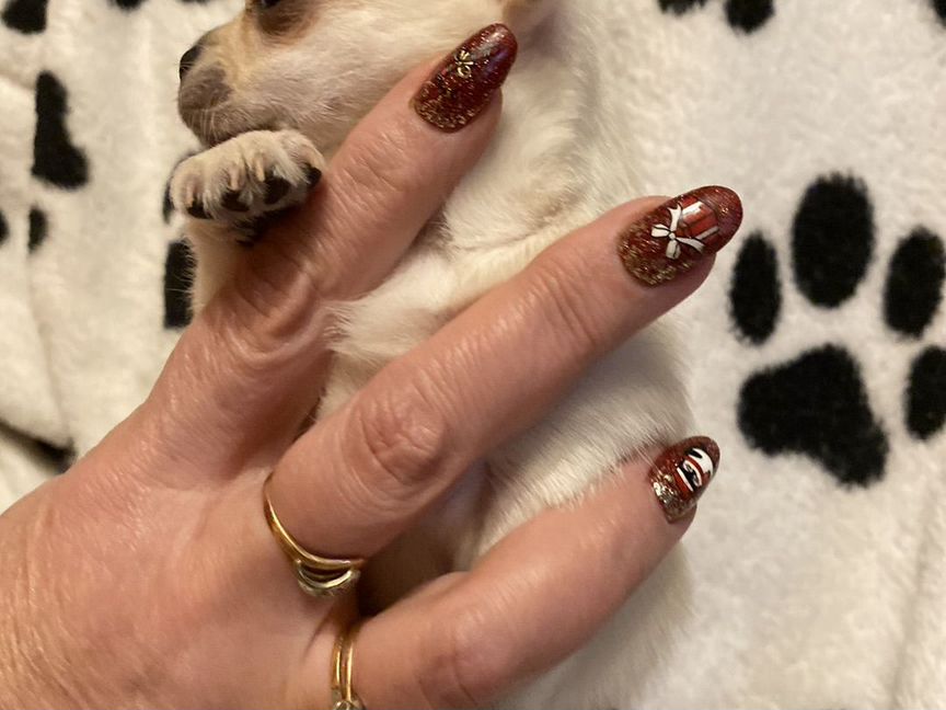 Собака мальчиш