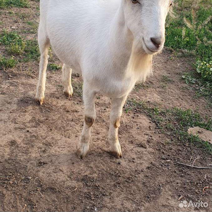 Козёл зааненский