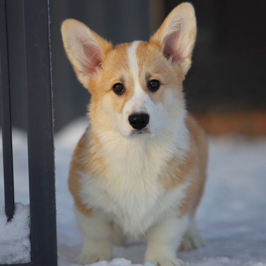 Вельш Корги Пемброк, щенок